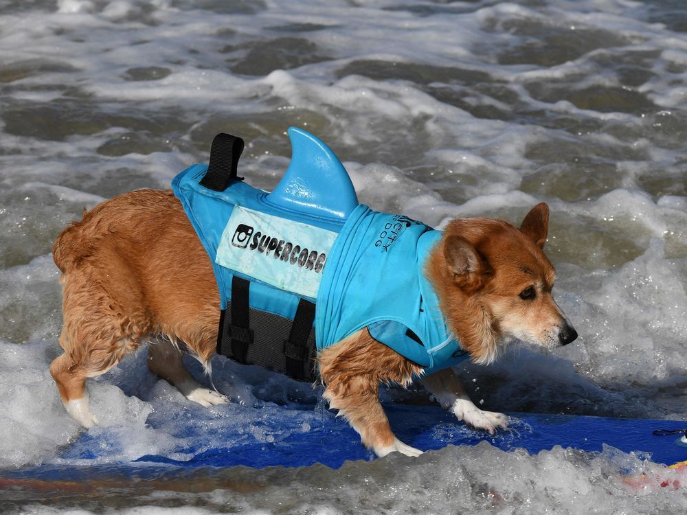 Environment Canada issues heat warning, humidex to hit 38-40 | Ottawa ...