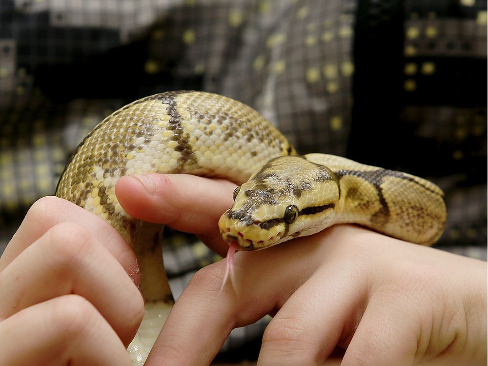 Python may be 'roaming free' after going missing in Hautes-Plaines, say ...