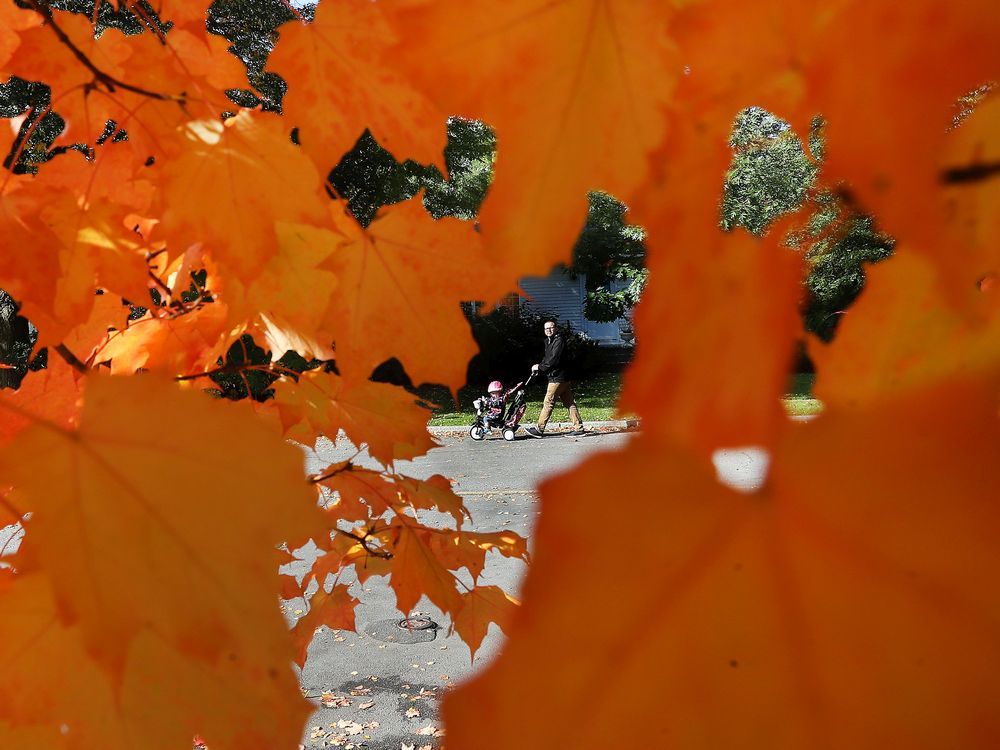 Weather: cooler with the risk of showers, autumn leaves heating up ...