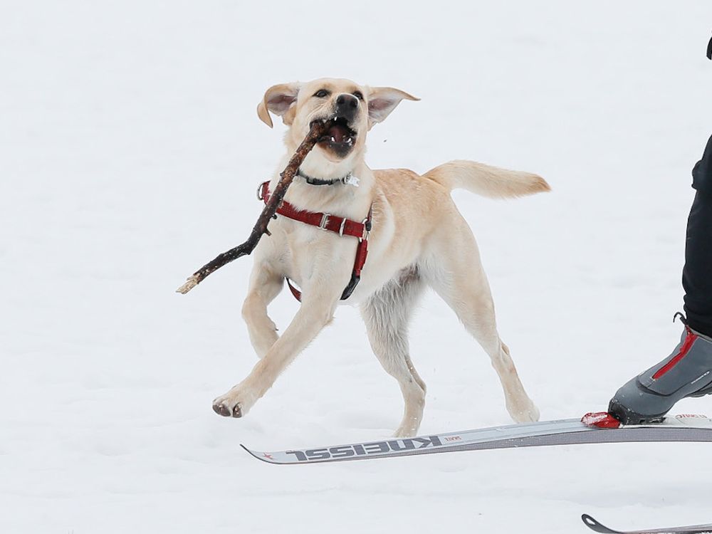 Photos: Who's a good dog? Ottawa canines weather the pandemic | Ottawa ...