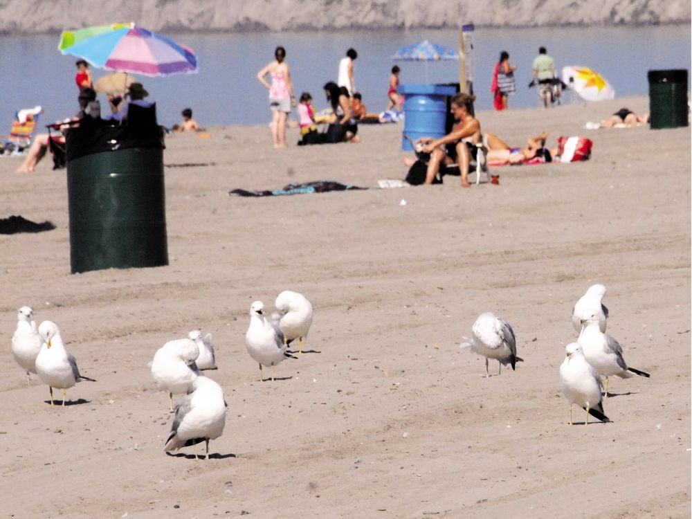 Don't feed the birds, take garbage home to help beach water quality ...