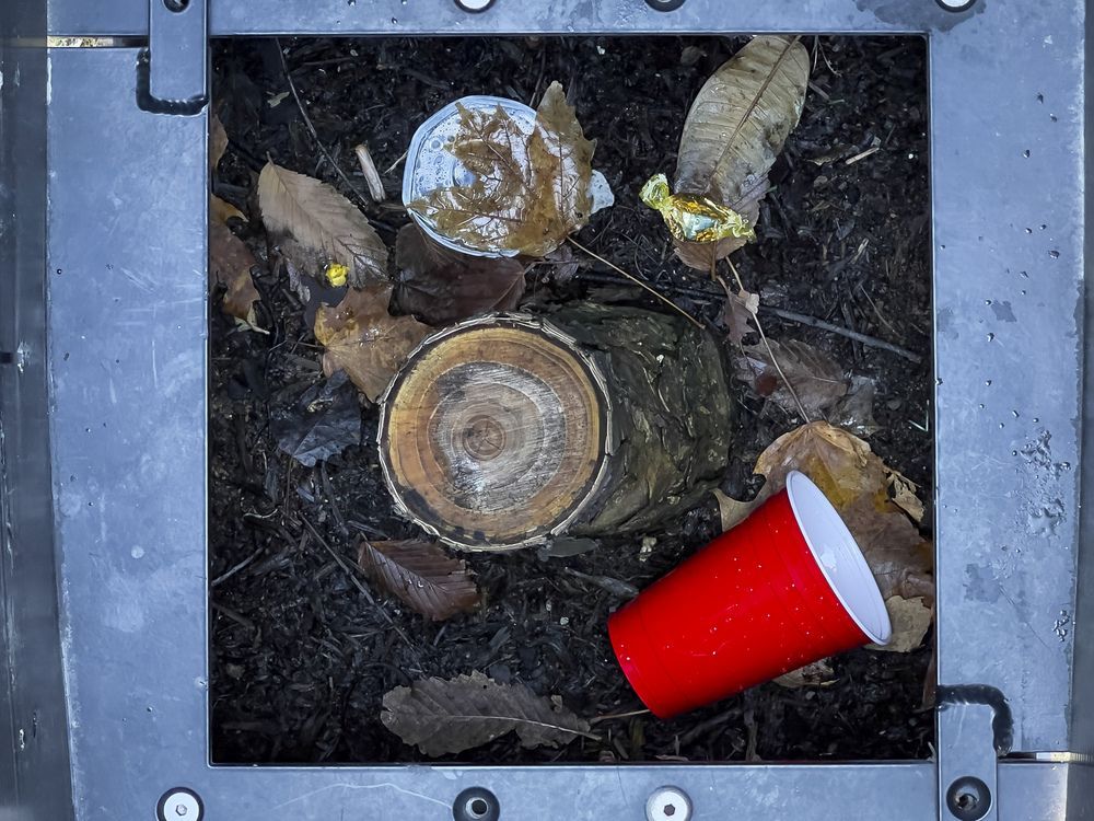 Saplings to stumps: Some Lansdowne trees still "failing to thrive ...