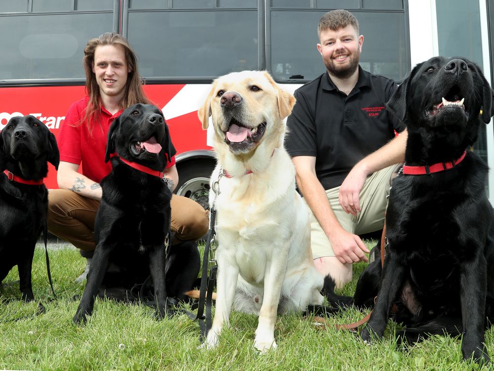 Guide and assistance dogs-in-training get a ticket to ride in Manotick ...