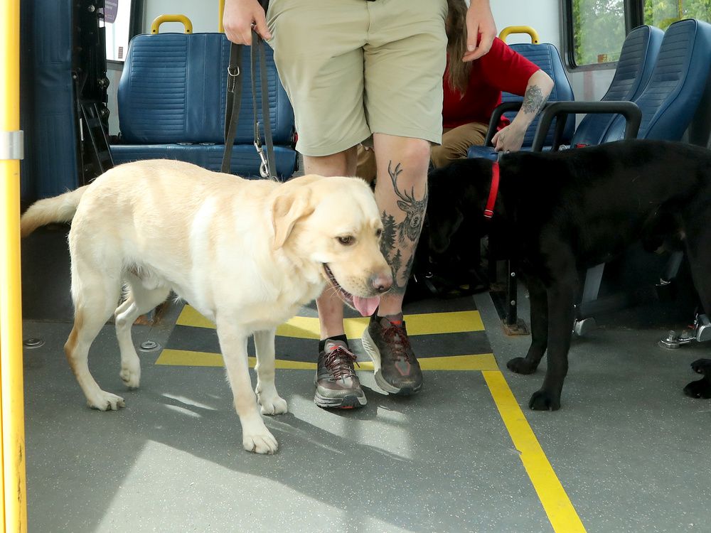 Guide and assistance dogs-in-training get a ticket to ride in Manotick ...