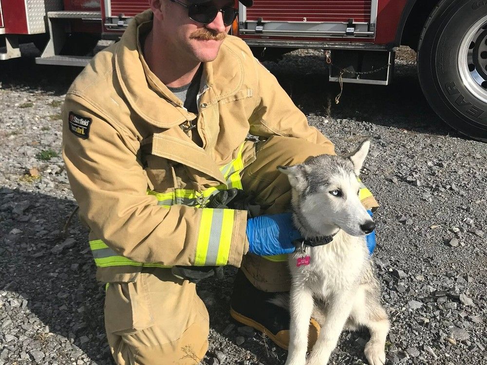 Canoe capsizes in Fitzroy Harbour: Firefighters rescue trio, two dogs ...