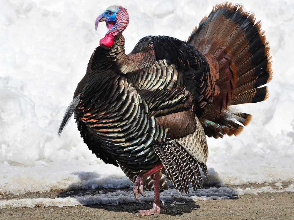Aggressive wild turkeys force NCC to close Mud Lake walking trails ...