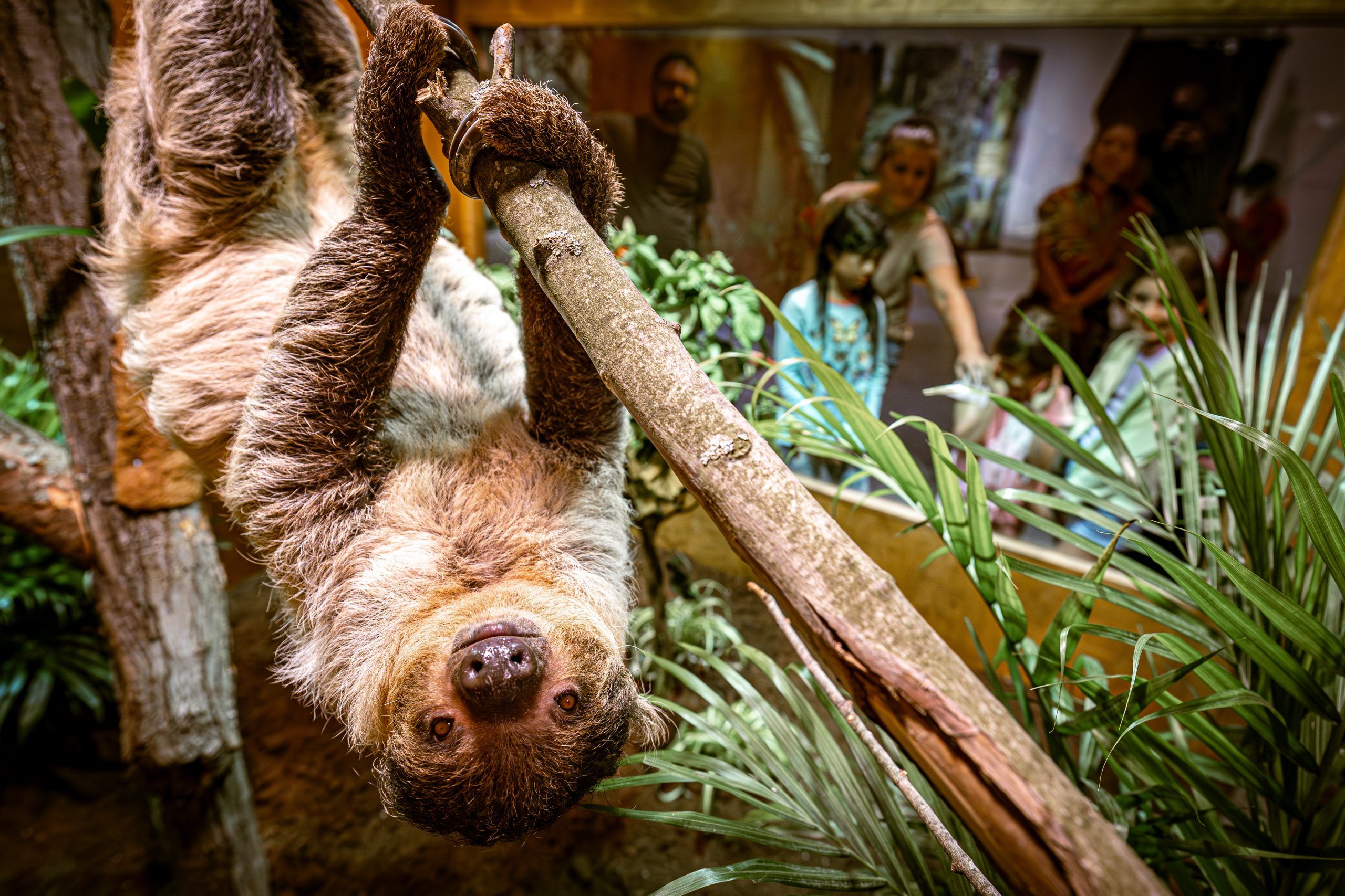 Step into the rainforest | Ottawa Citizen