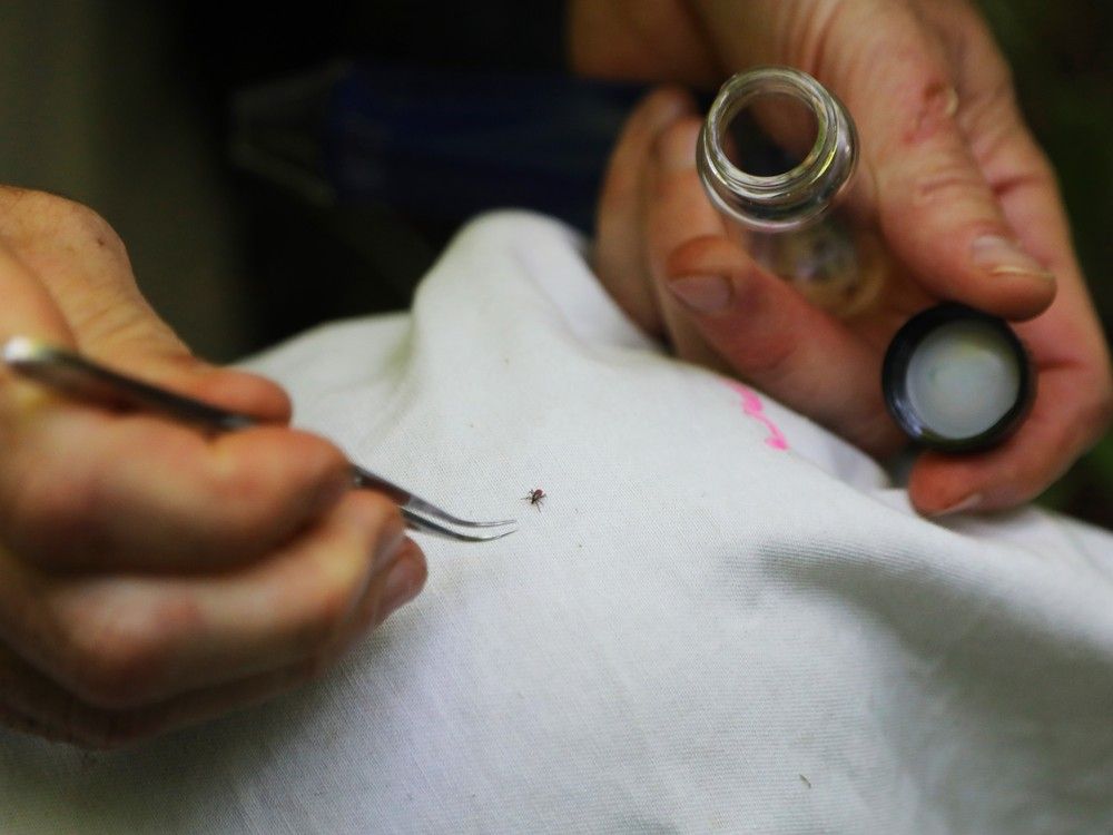 How to enjoy a tick-free summer | Ottawa Citizen