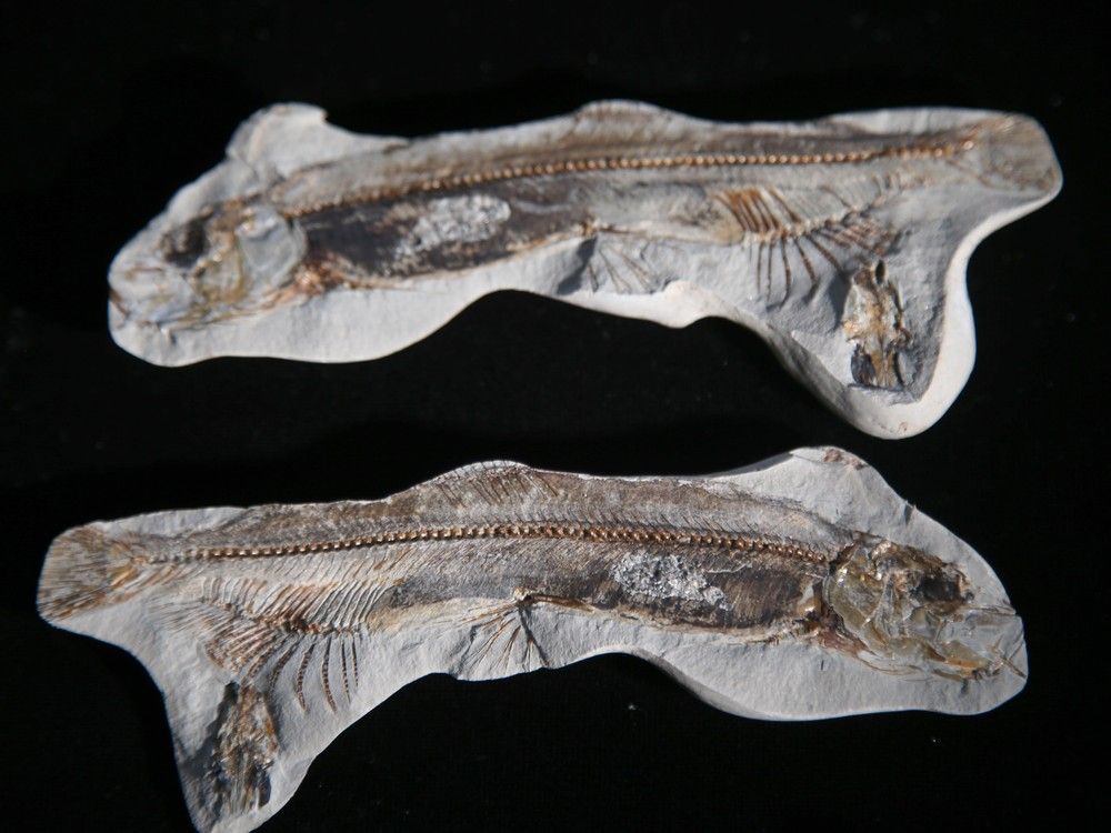 Fossil hunter: Bill Neville’s search for relics from the Champlain Sea ...