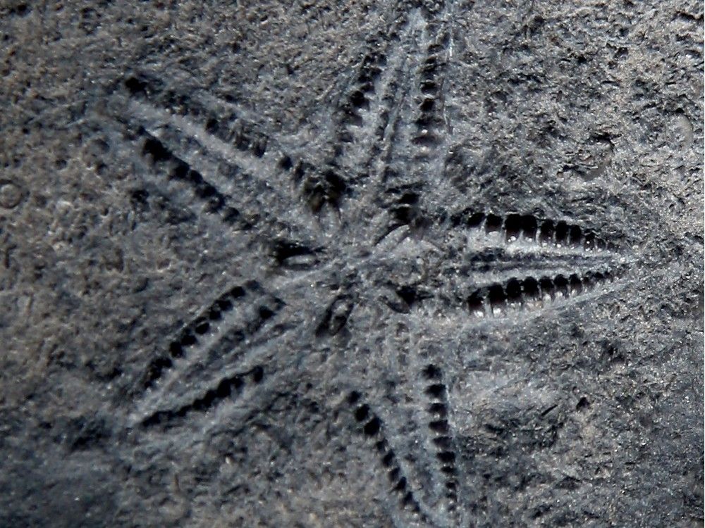 Fossil hunter: Bill Neville’s search for relics from the Champlain Sea ...