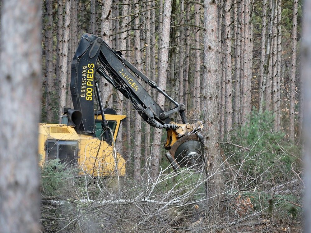 Protesters 'heartbroken' as trees taken down in Hunt Club forest ...