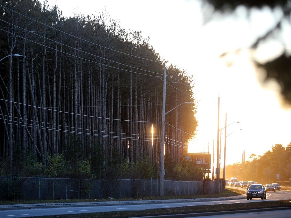 Ottawa Airport Authority announces plan to clear Hunt Club forest ...