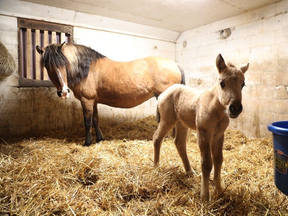 Rare Ojibwe Spirit horse born at Ottawa's Madahoki Farm | Ottawa Citizen