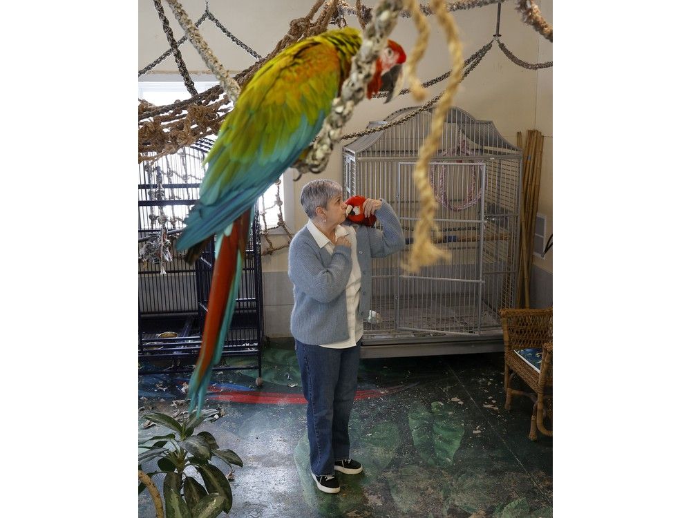 How animal lovers saved this Carleton Place parrot paradise | Ottawa ...
