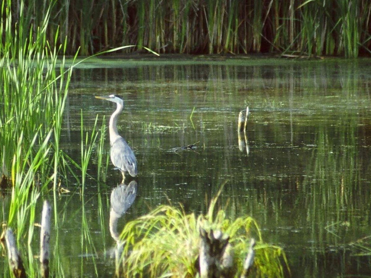 SUMMER program aims to restore health of Beechwood’s Macoun Marsh ...