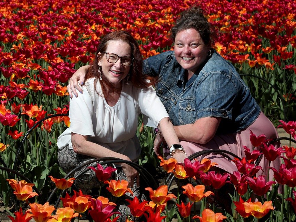 Canadian Tulip Festival plans world-class event on shoestring budget ...