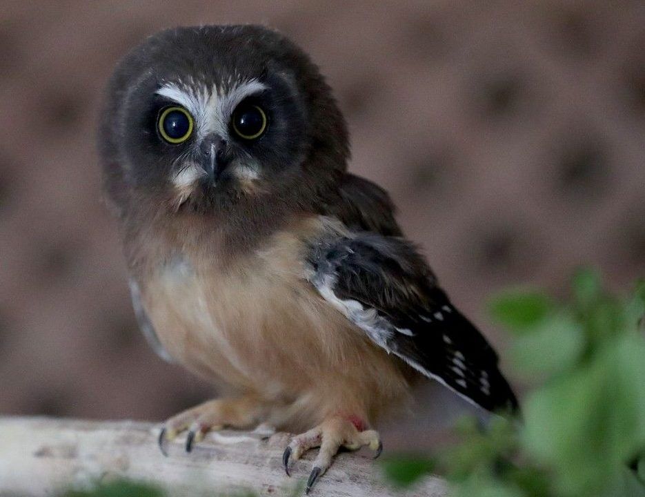 Ottawa Valley Wild Bird Centre breaks ground on new hospital | Ottawa ...