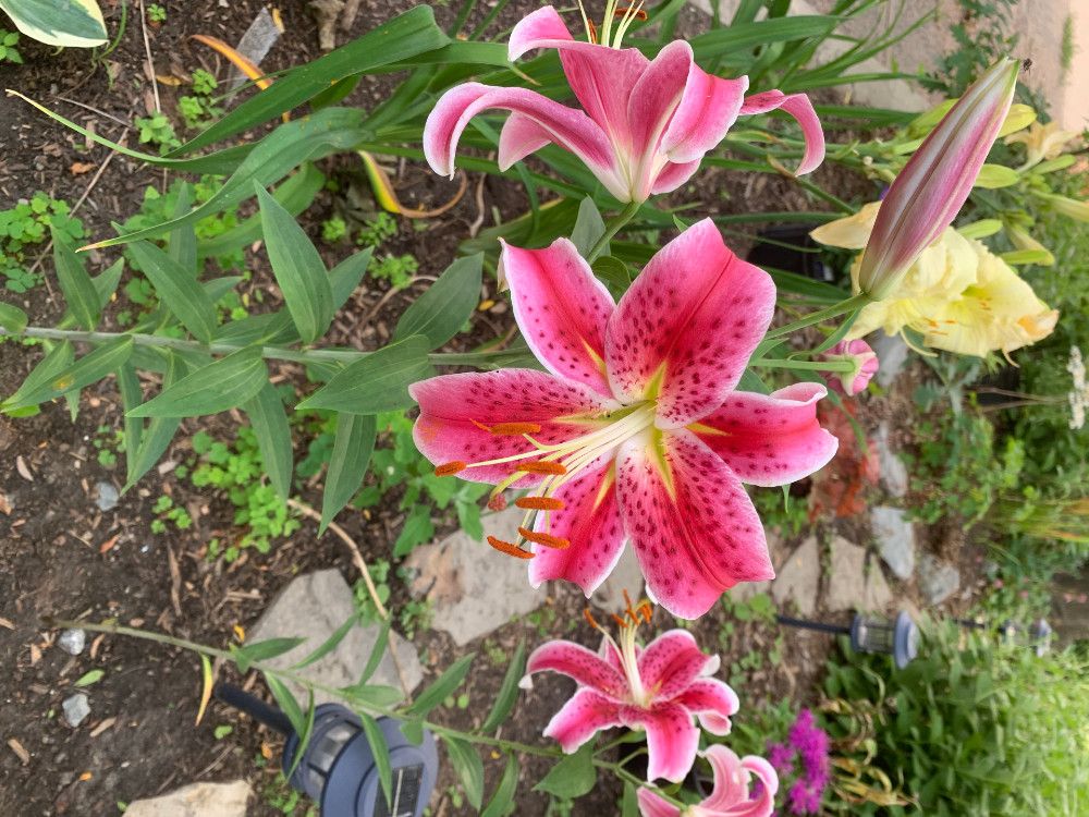 The City Gardener: Considering the lilies of the field | Ottawa Citizen