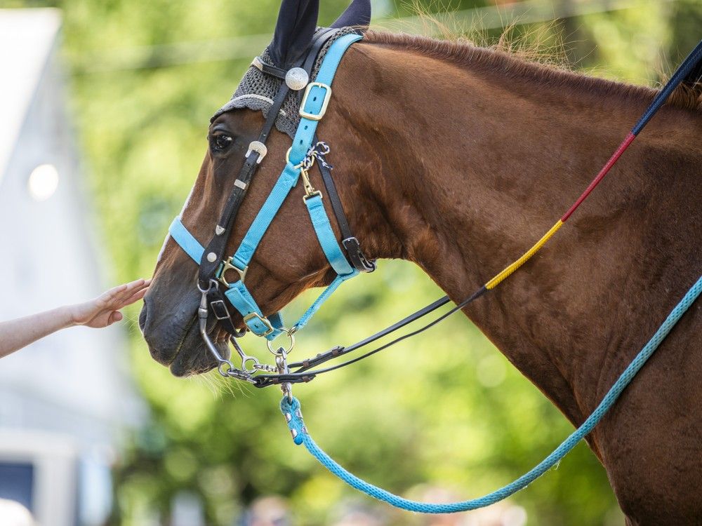 Navan Fair: miniature horses, Spider-Man and the Baking Queen | Ottawa ...