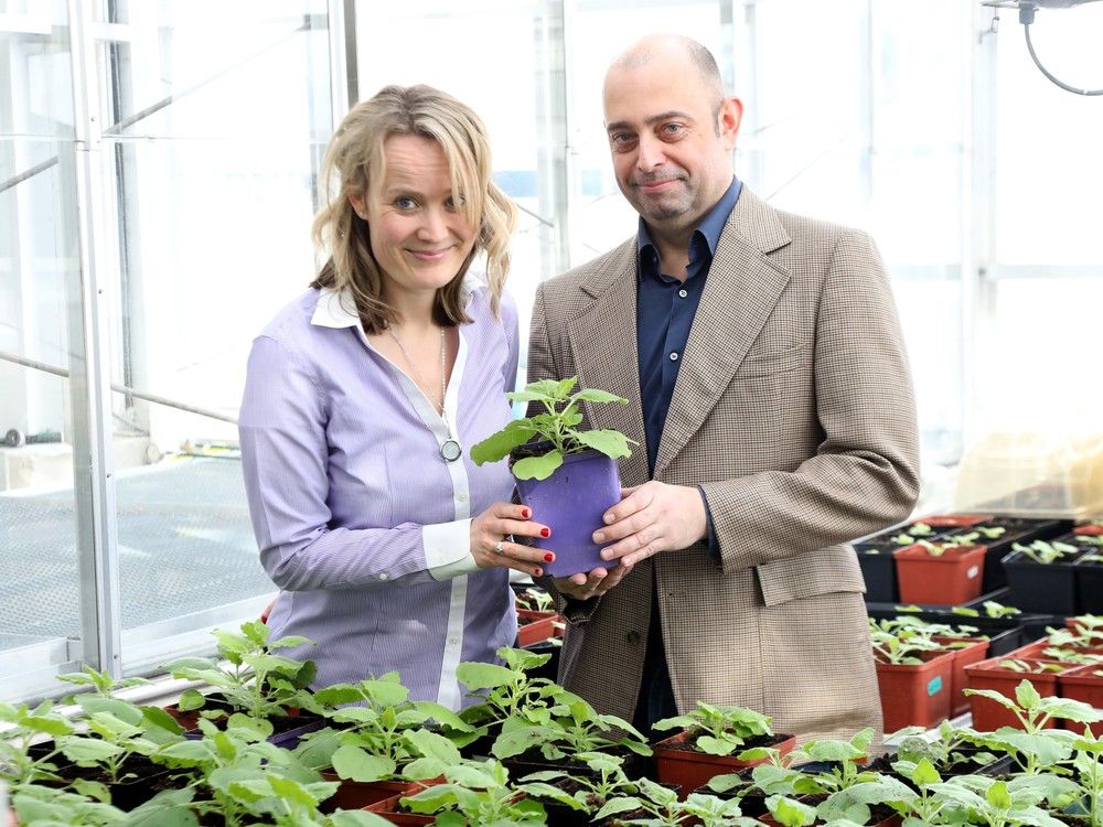 Are nasal vaccines the key to ending COVID-19? | Ottawa Citizen