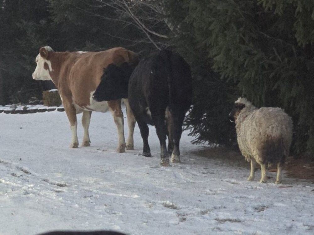 Two cows and a sheep disrupt morning rush hour in Kemptville | Ottawa ...