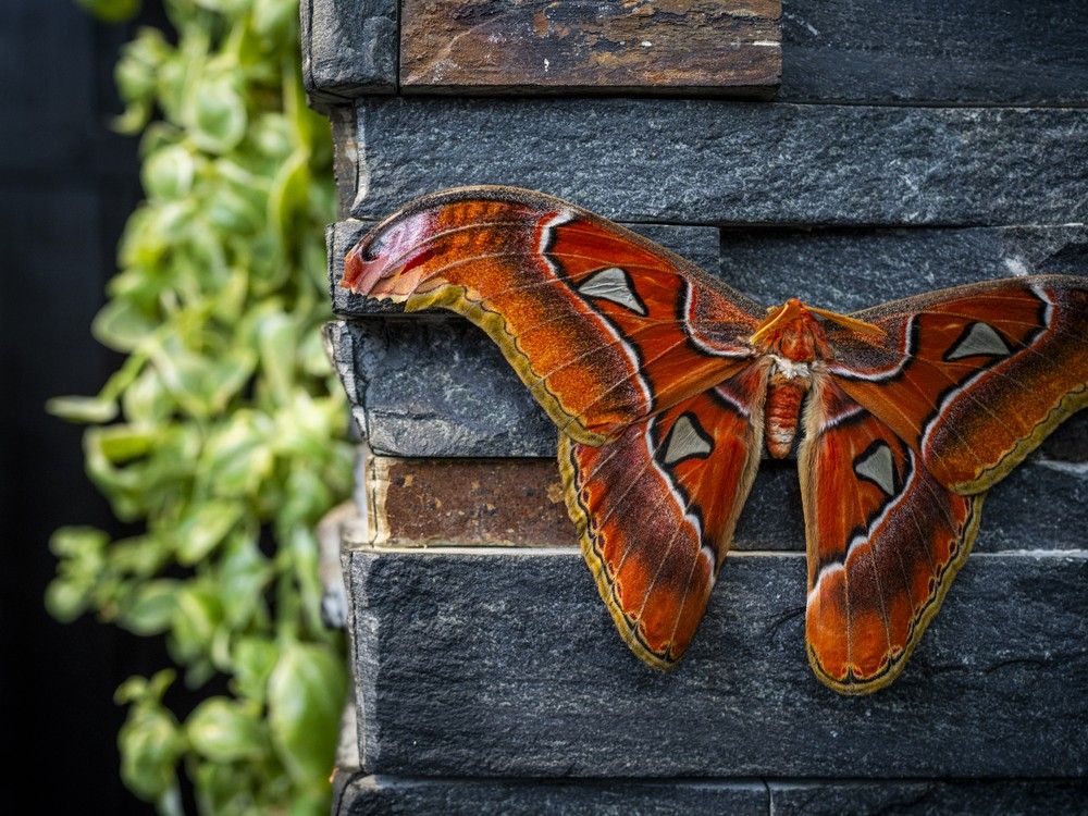 Butterflies in Flight at the Museum of Nature | Ottawa Citizen