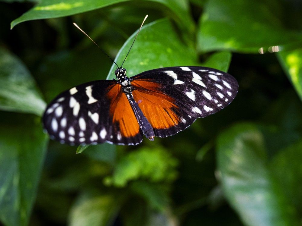 Butterflies in Flight at the Museum of Nature | Ottawa Citizen