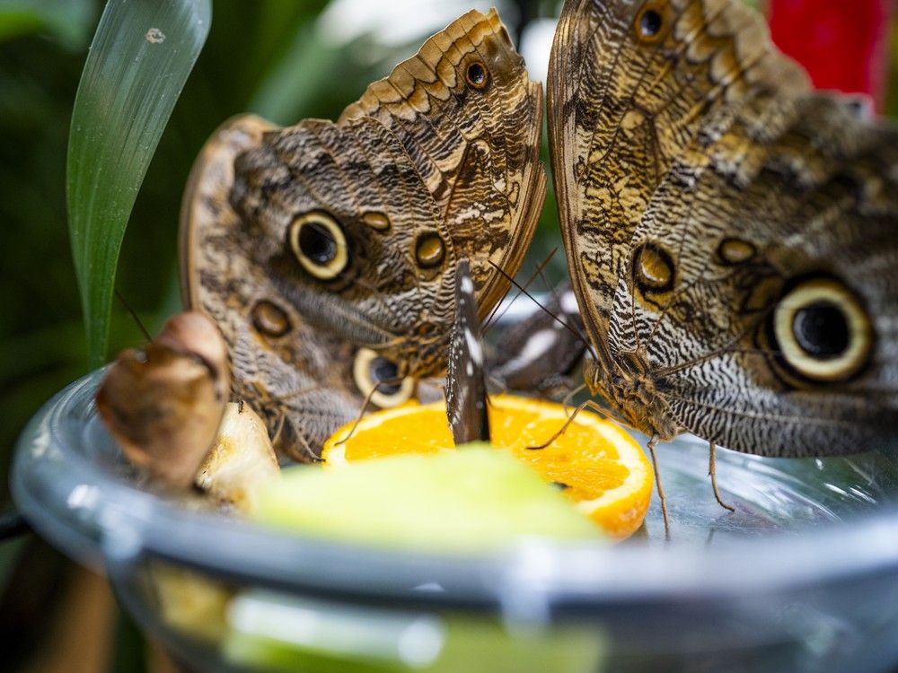 Butterflies in Flight at the Museum of Nature | Ottawa Citizen