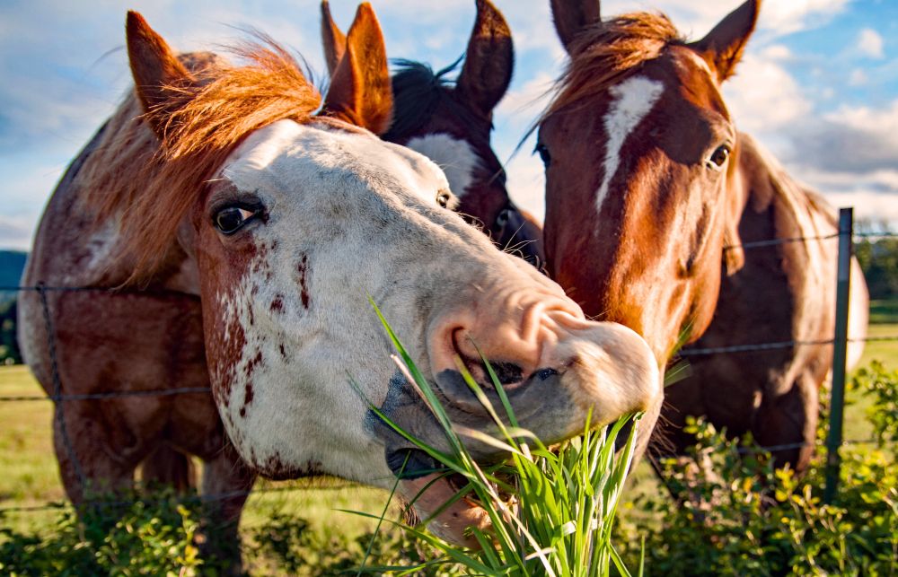 Hobby farmers flock to Ritchie Feed & Seed for their expert advice ...
