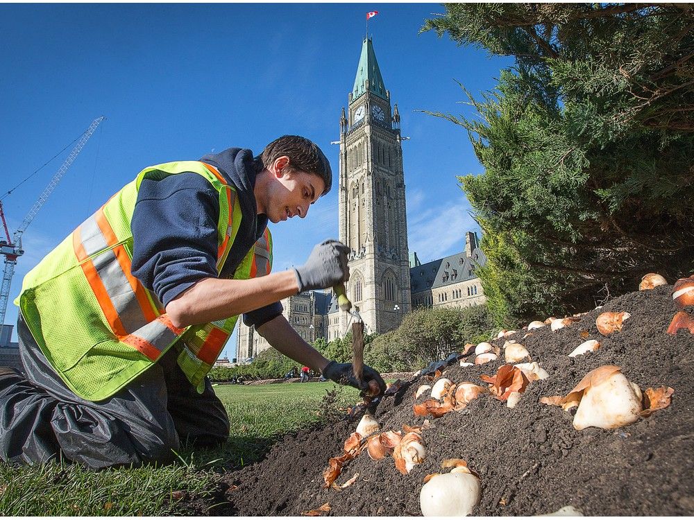Everything you need to know about the 2025 Canadian Tulip Festival ...