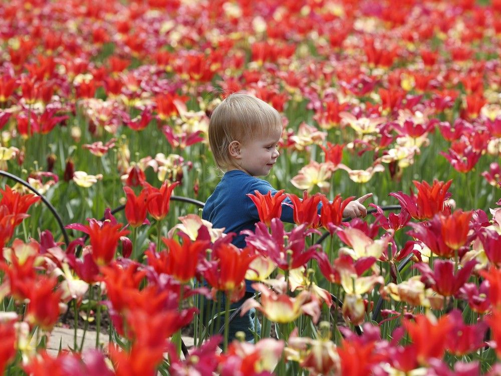 Everything you need to know about the 2025 Canadian Tulip Festival ...