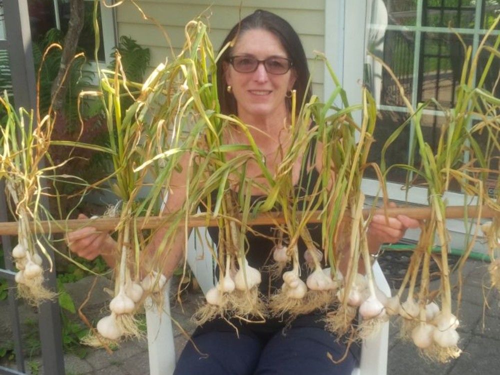 Growing your own garlic | Ottawa Citizen