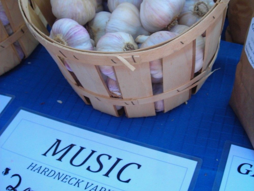 Growing your own garlic | Ottawa Citizen