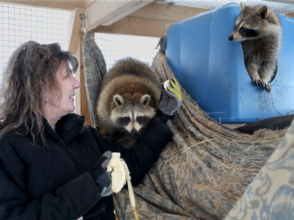 Rideau Street McDonald's reopens by honouring viral raccoon | Ottawa ...