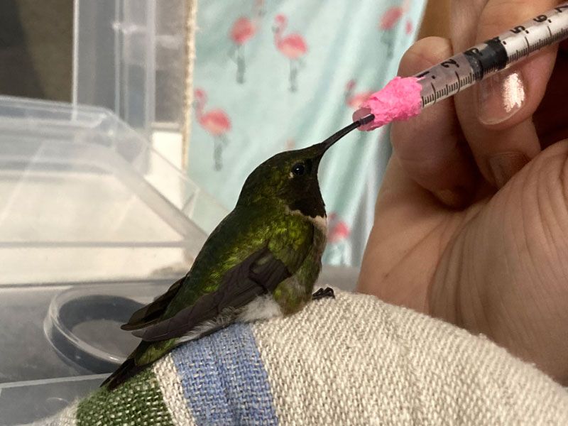 Wild Bird Care Centre sustained by donations | Ottawa Citizen