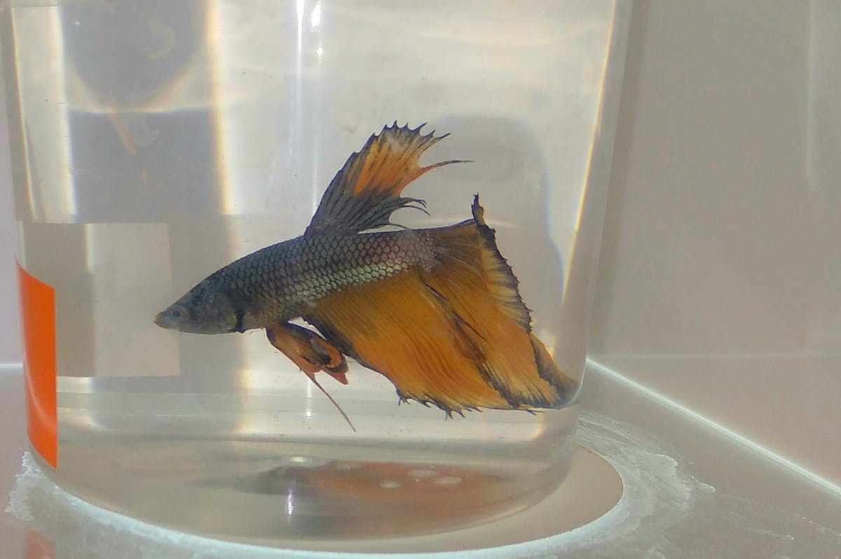 A fishy matter: Importing tropical species can lead to ecological ...