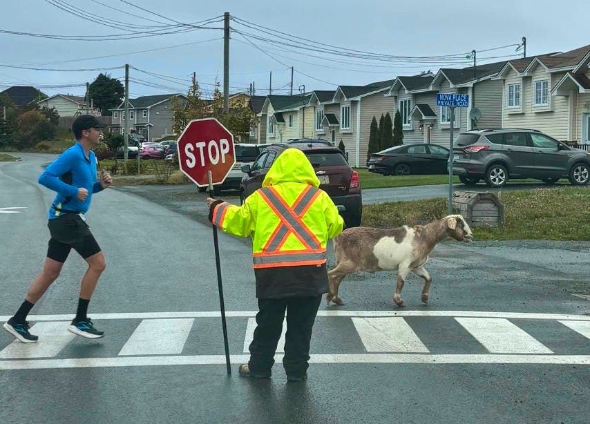 A goat in the race: Joshua the goat joins racers for T’railway Trek ...