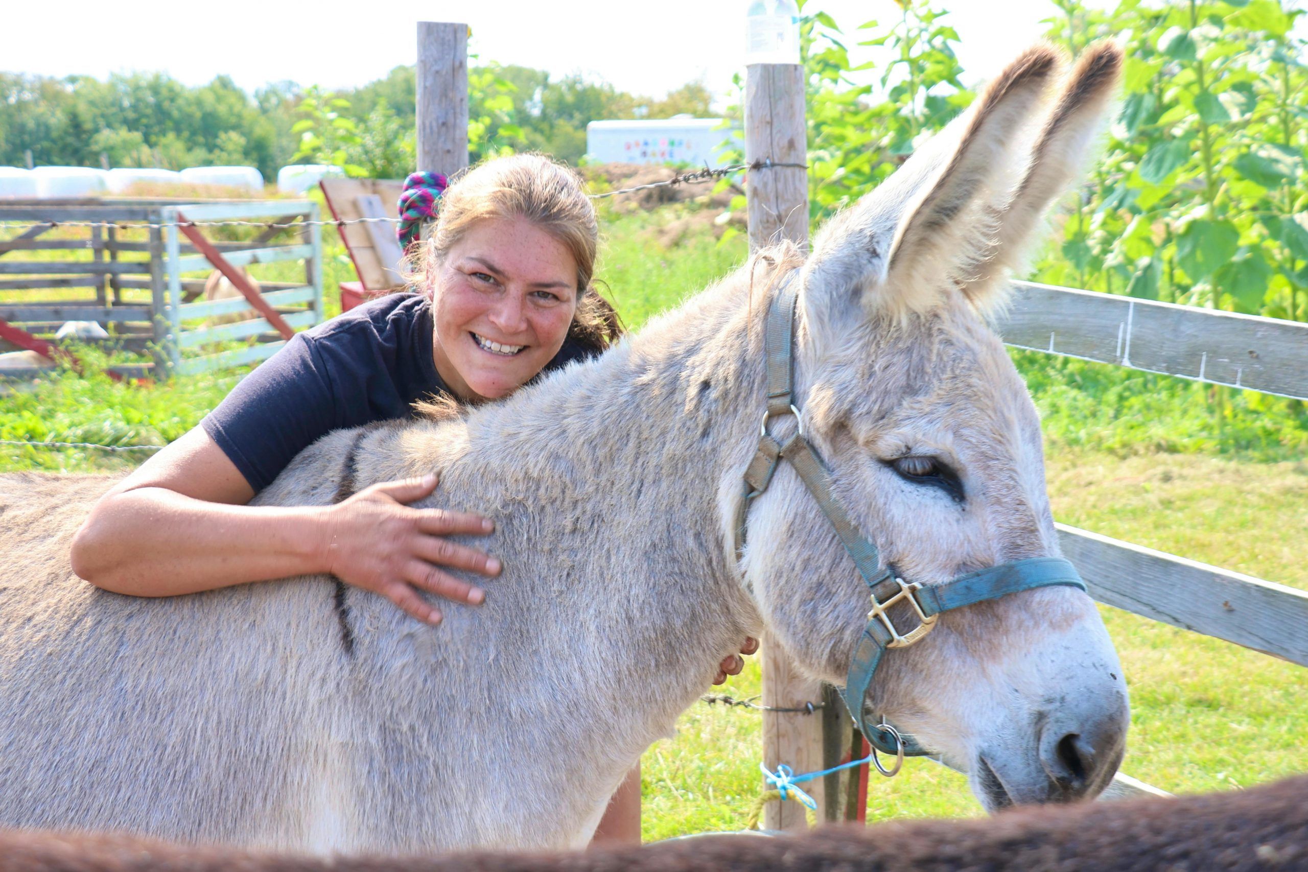‘A heart for donkeys’: Fundraising underway for N.S. Donkey Care Farm ...