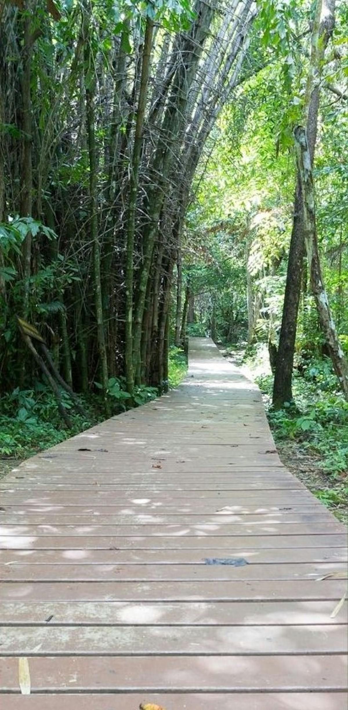 'A spiritual renewal': Potlotek Forest of Hope trail enters first ...