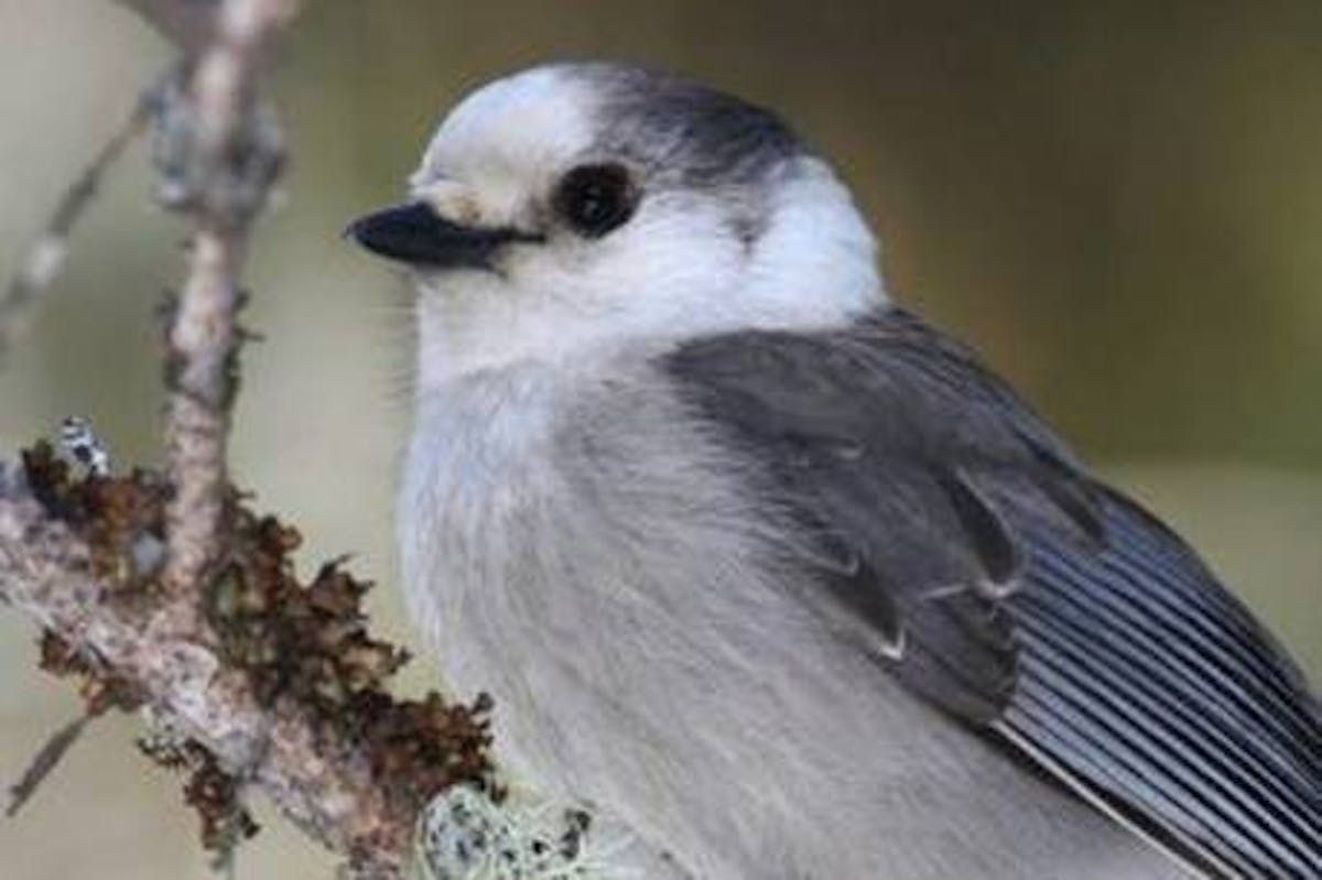 Labrador’s official bird now the national bird of Canada | PNI Atlantic ...