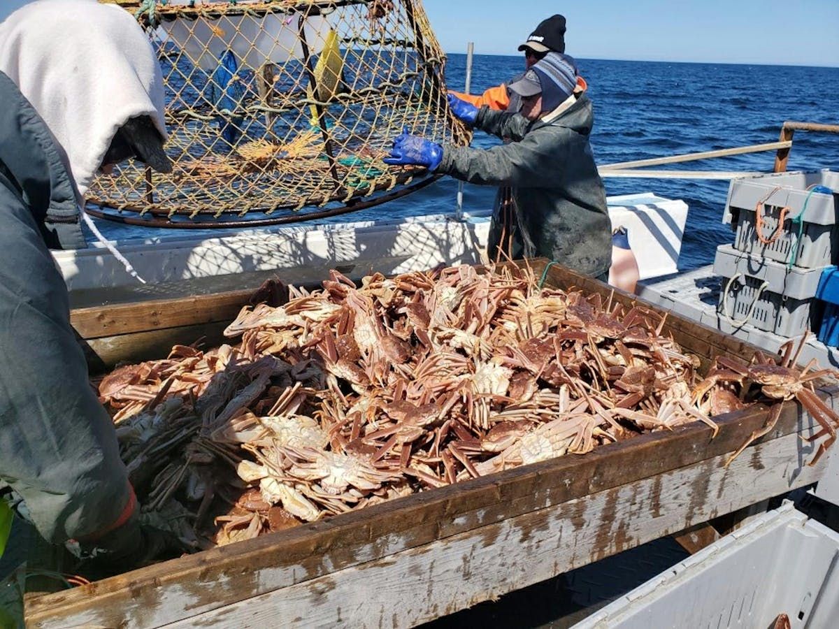DFO hikes 2024 snow crab catch limit by 5.2 per cent, says stock is ...