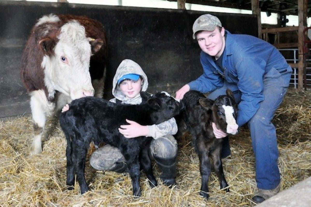 Family excited as cow births twin calves | PNI Atlantic News