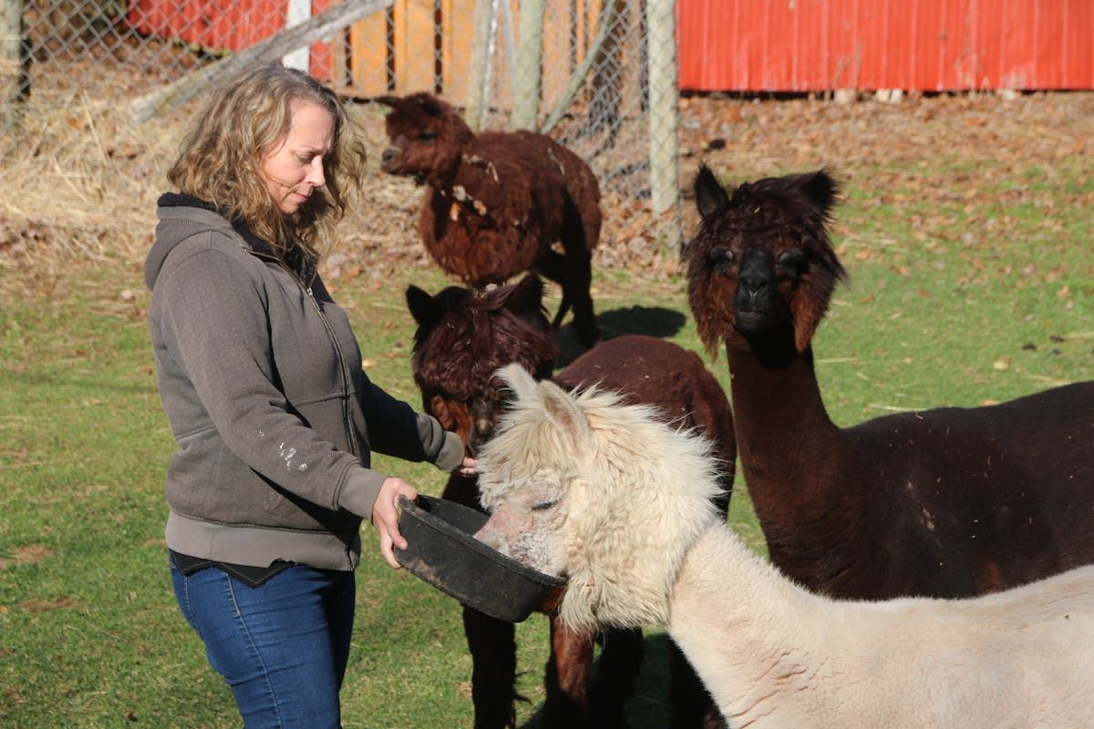 Do your alpaca research before bringing them home: Middle Stewiacke ...