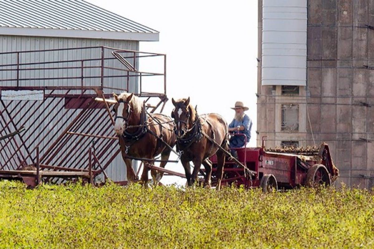 Former Ontario farmers creating Amish paradise on Prince Edward Island ...