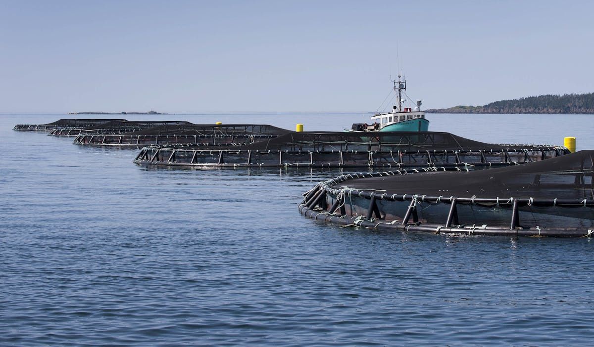 Cermaq not moving forward with proposed open-pen fish farming expansion ...