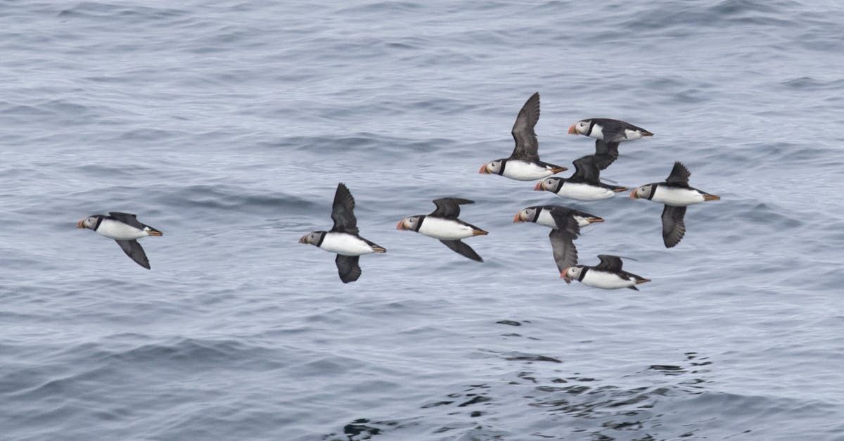 Are the puffins safe? New strain of avian influenza ripping through ...