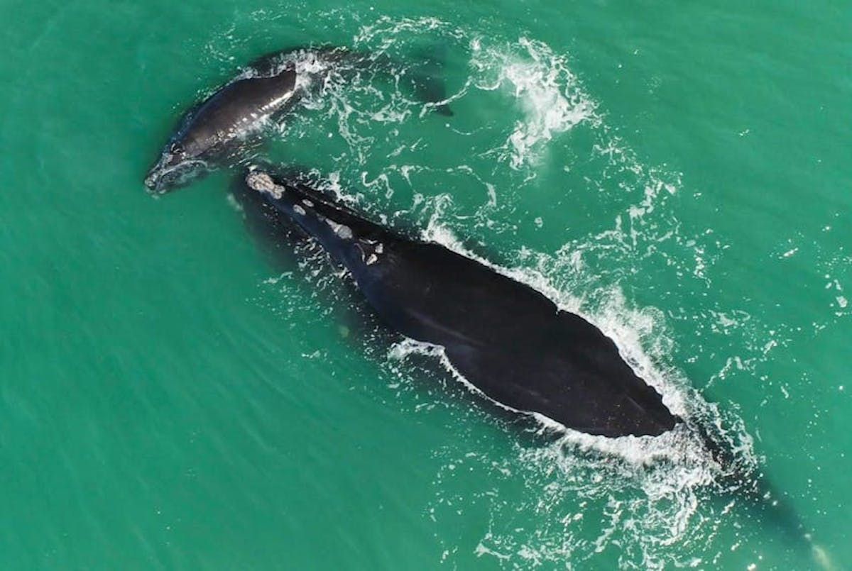 Ottawa announces right whale protection measures for 2024 season | PNI ...