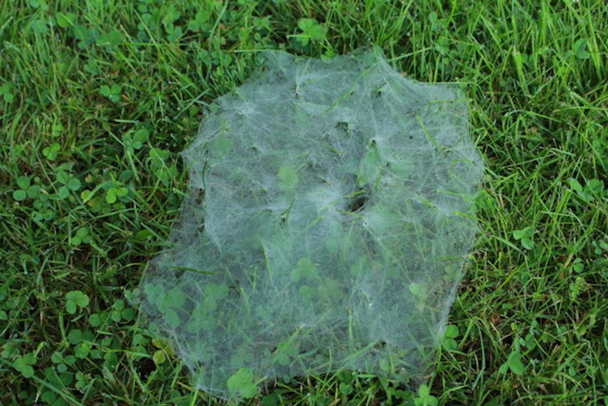 BEHIND THE WEATHER When morning dew exposes webs on grass PNI Atlantic News
