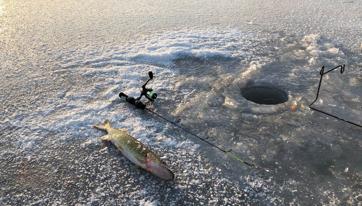 Chain pickerel at popular Hants County pond threatens trout program ...