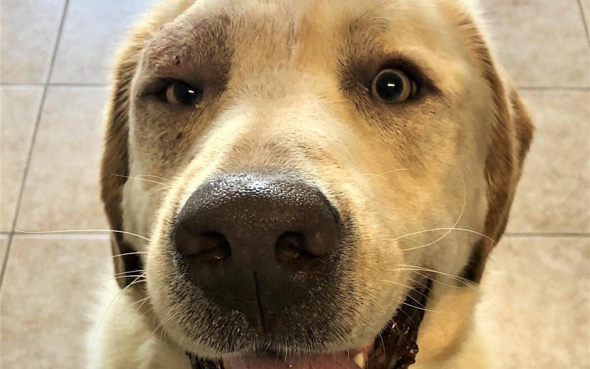 Better days ahead for mistreated Nova Scotia dog injured by porcupine quills Gallery | PNI ...